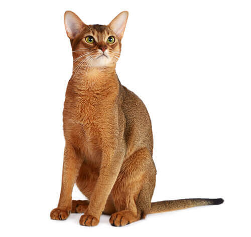 Abyssiner - Informasjon om katterasen | Purina NO