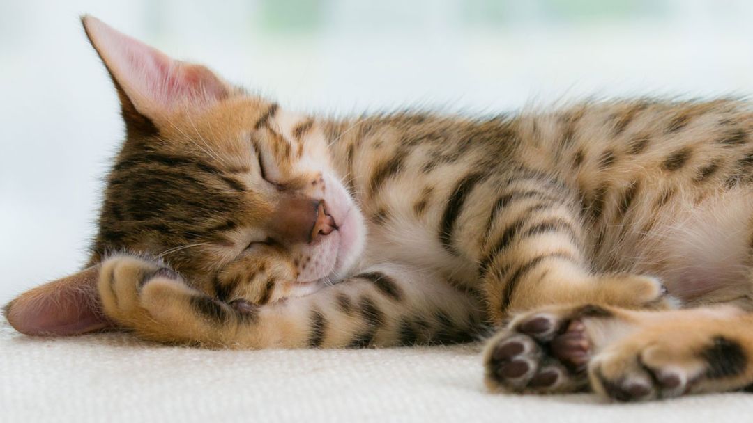 Kattungehelse og velvære - Ta vare på kattungen din | Purina