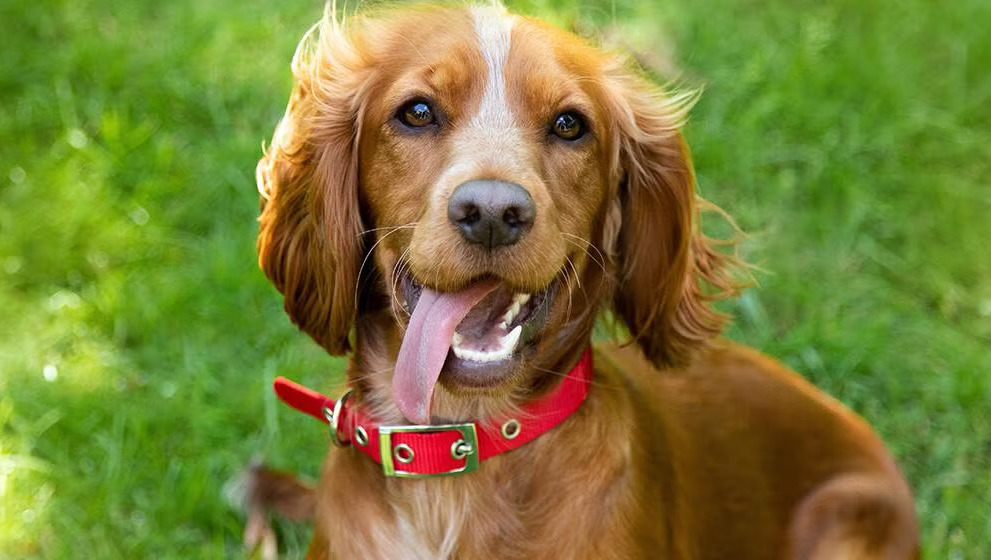 Hvordan velge det beste hundenavnet noensinne | Purina NO