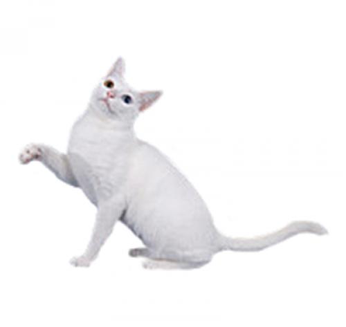 Khao Manee Cat Breed Information | Purina NO