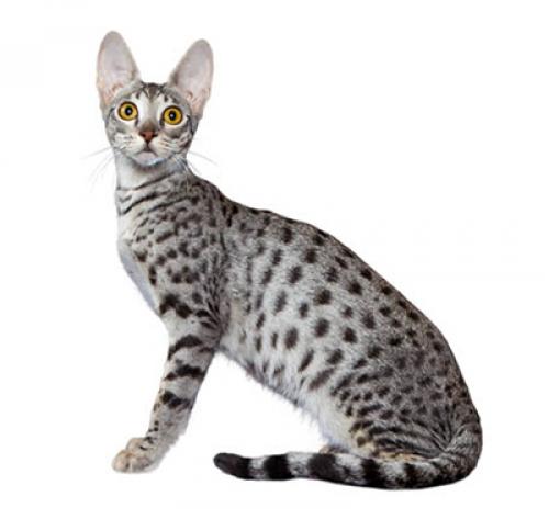 Savannah - Informasjon om katterasen | Purina NO