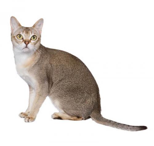 Singapura Cat Breed Information | Purina NO