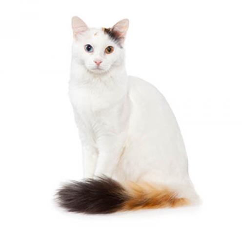 Turkish Van Cat Breed Information | Purina NO