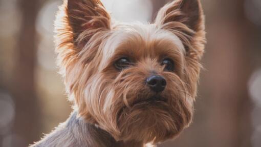 Hvilken liten hunderase er best for deg? | Purina NO