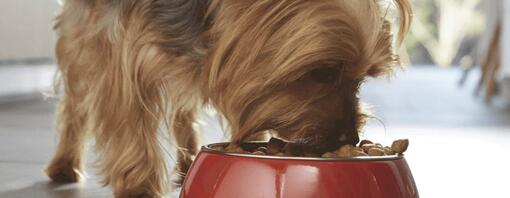 Hvilken liten hunderase er best for deg? | Purina NO