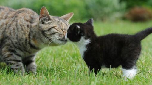 Renraset, kryssavlet eller blandingskatt? | Purina NO